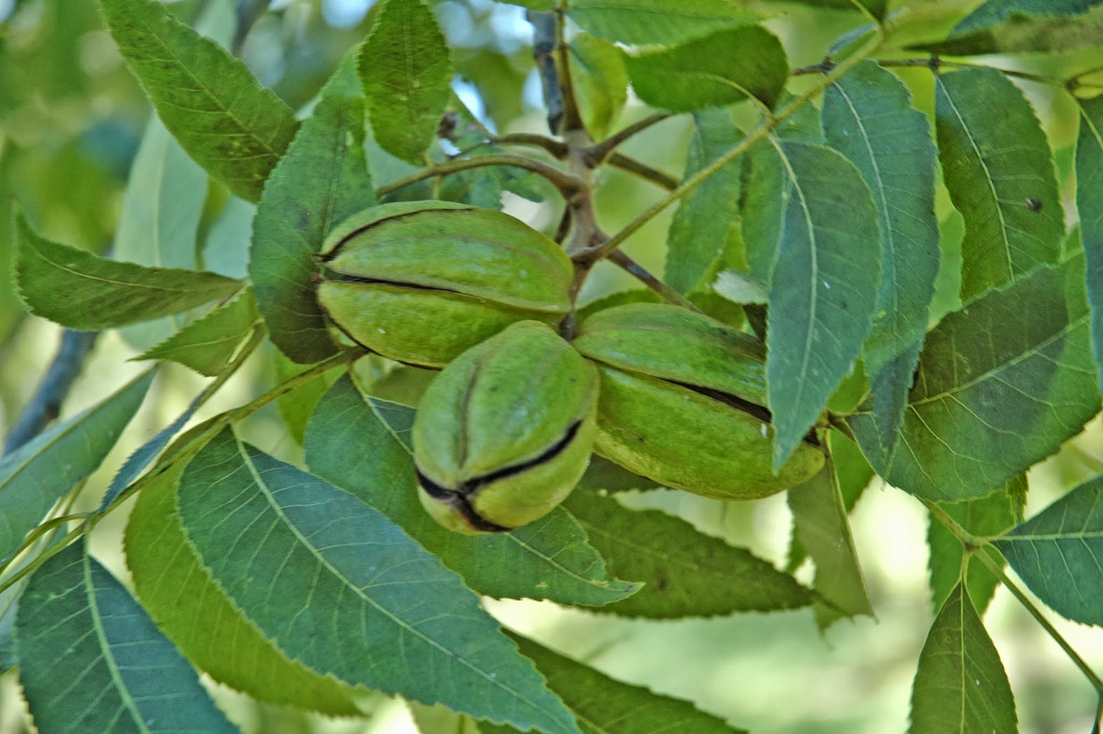 Northern Pecans: Pecan cultivars that matured by September 30