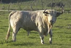 Toro y Caballo Fuente de Vida