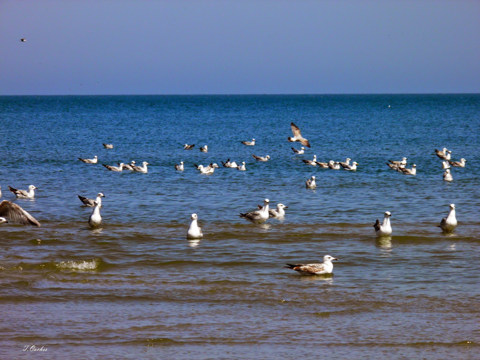 PASARI DIN ROMANIA: PESCARUS CU PICIOARE GALBENE, Larus michahellis