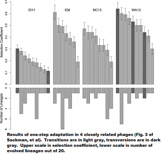 Sandwalk: Reactionary fringe meets mutation-biased adaptation. 1. The empirical case