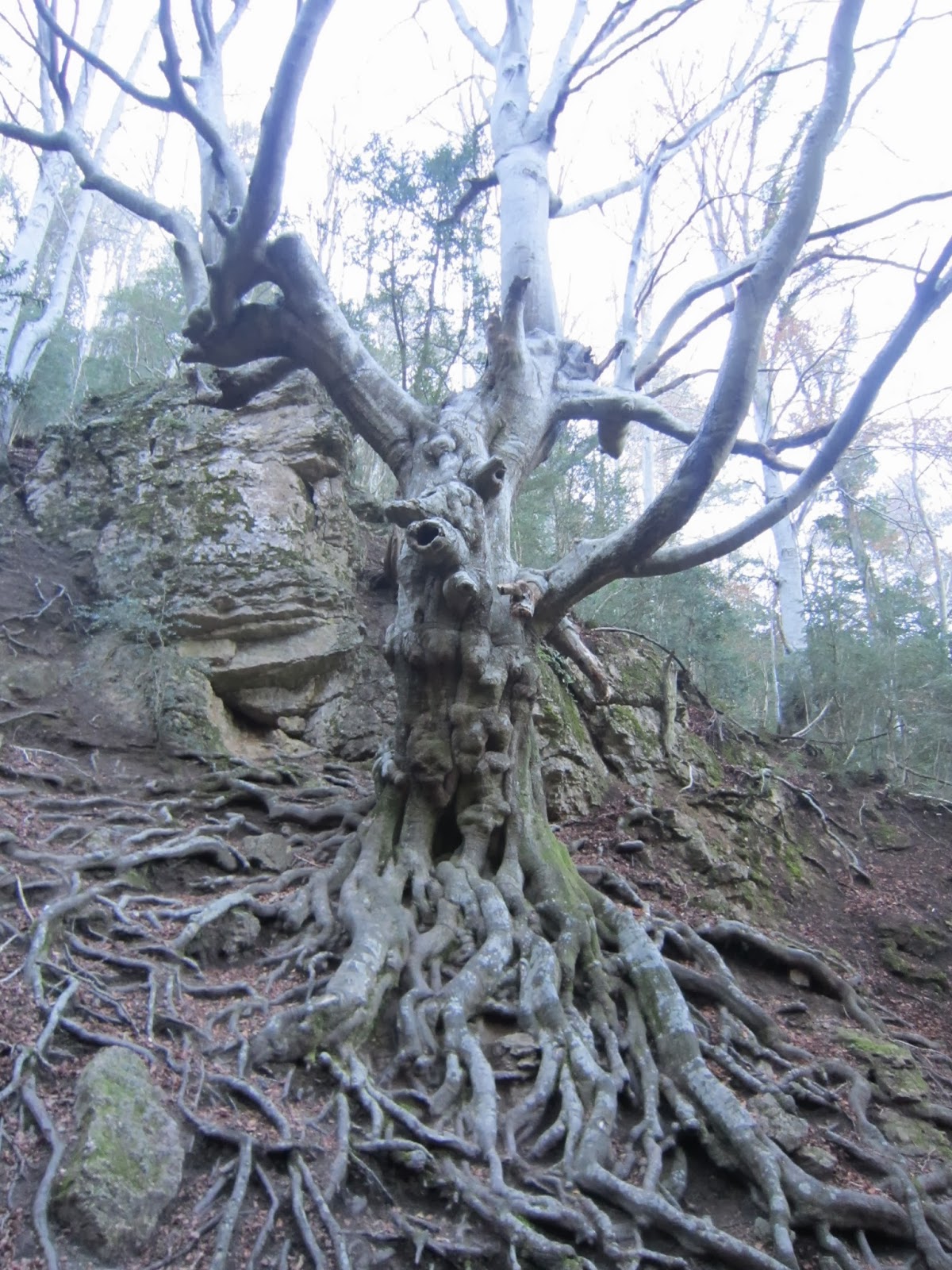 El sonido que habito: El Faig Pare
