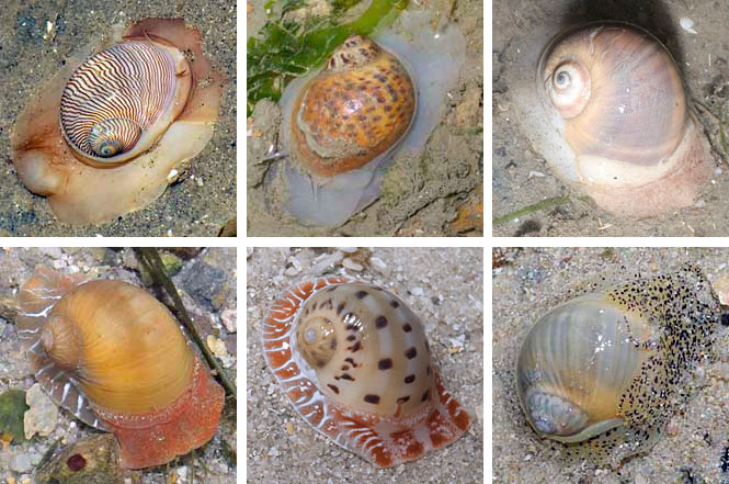 wild shores of singapore: Surprising snails of Singapore's seagrass meadows