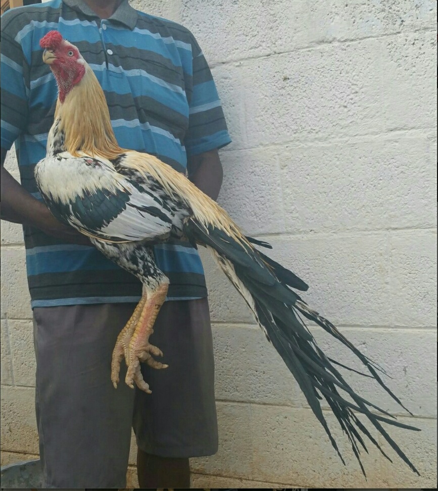 தமிழ்நாட்டின் சேவல் சண்டை, அதன் வகைகள் Tamil nadu seval sandai and it's ...