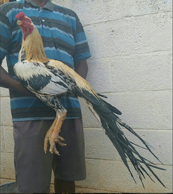 தமிழ்நாட்டின் சேவல் சண்டை, அதன் வகைகள் Tamil nadu seval sandai and it's ...