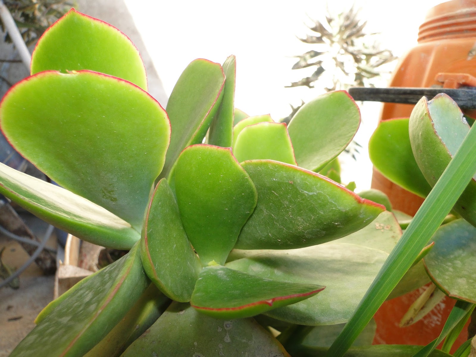 Cactus photos from Morocco | Amazing Photos