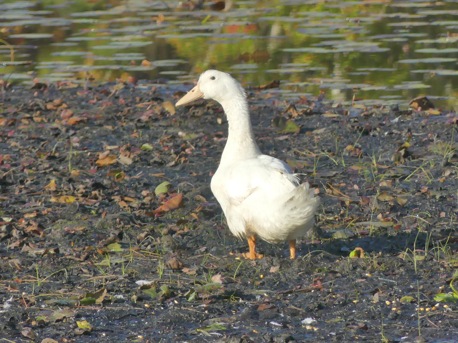 Birds & Words: October 2019