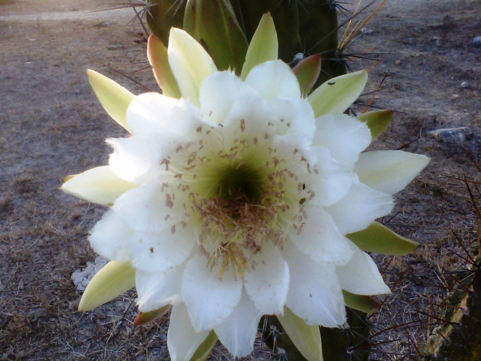 Flor De Mandacaru Significado - LIBRAIN