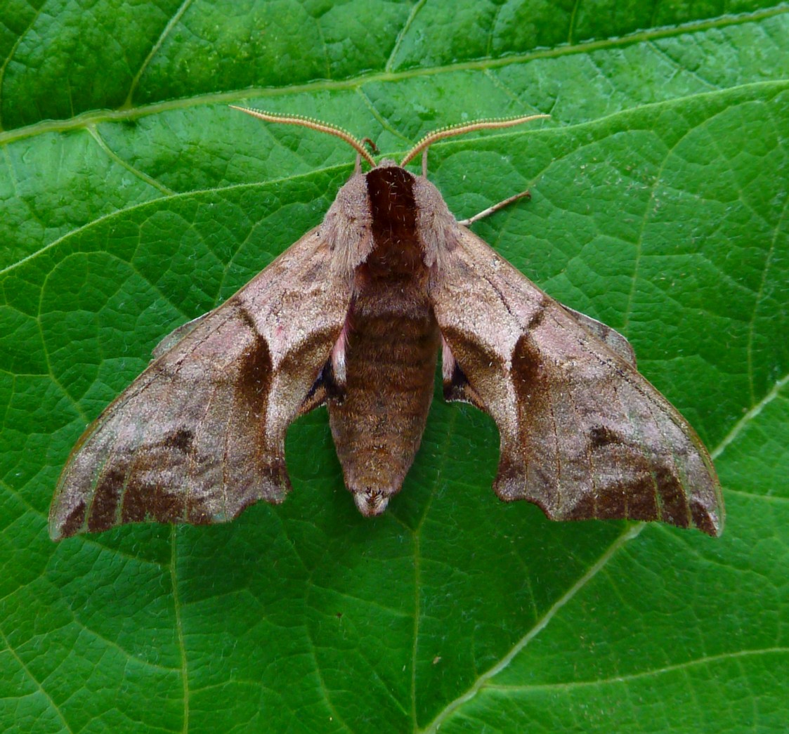 The Trappings of Success: The Score 17-07