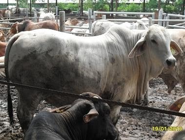 Asal Usul Sapi Brahman Cross, Sejarah dan Keunggulannya - Banyukali