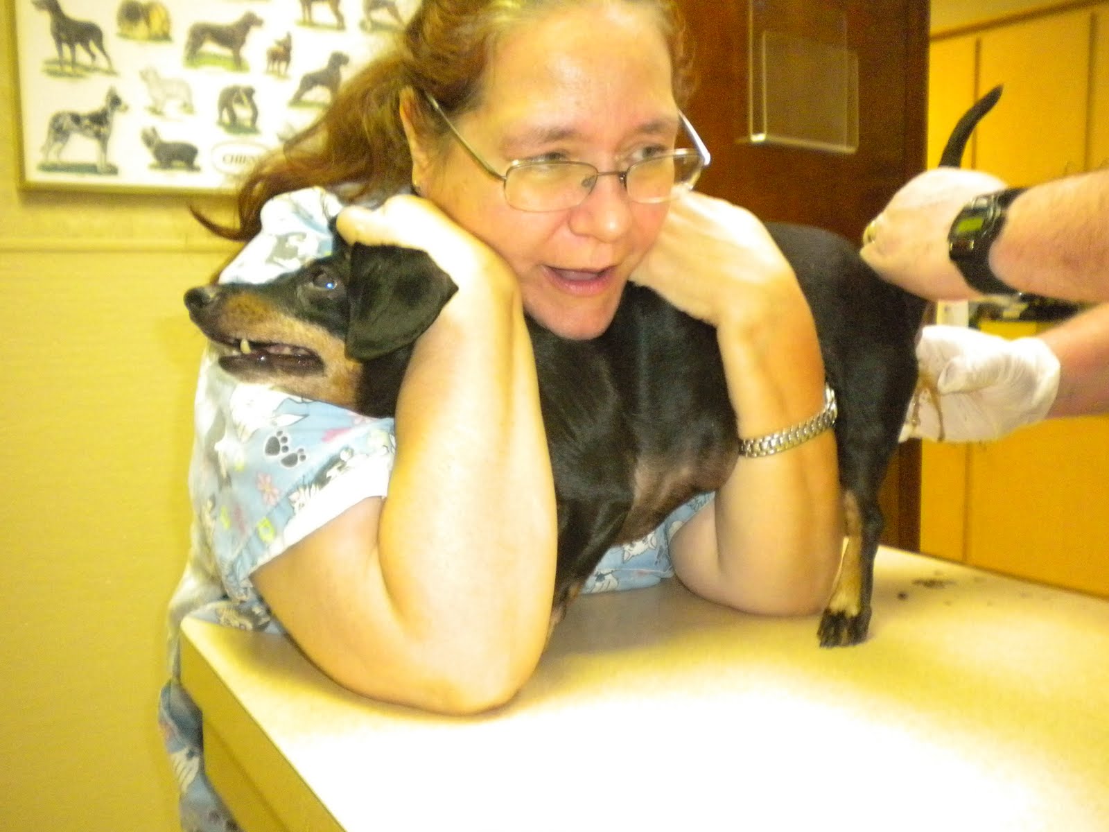 MONA, PRISSY and ANGEL WEENIE: WEENIE and MONA'S VET VISIT