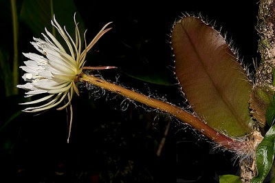 Psique: Flor Da Lua ... Eterna, Enquanto Dura.