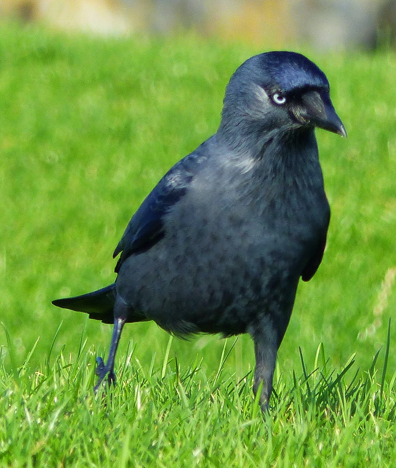 Birding For Pleasure: WILD BIRD WEDNESDAY - Jackdaw