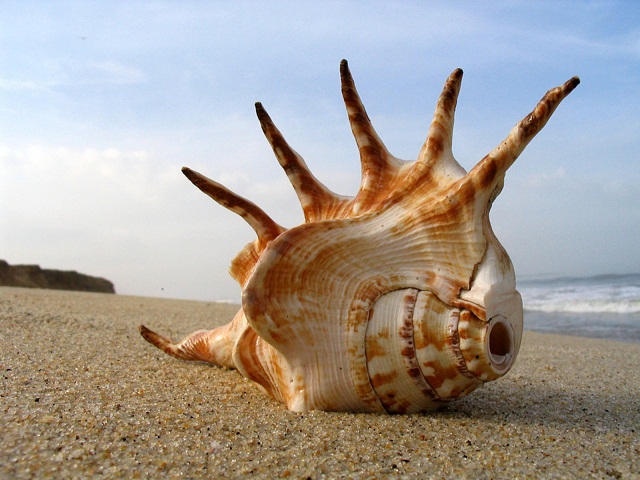 Seashell Photography ~ photography in a blog