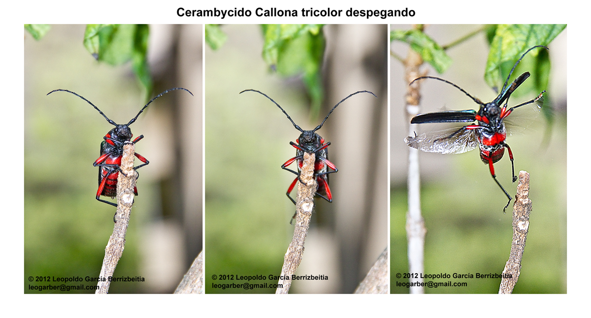 DIGITAL CAMERA ADVENTURES: FIELD NOTES GEOTAGGING: OF BEETLES ...
