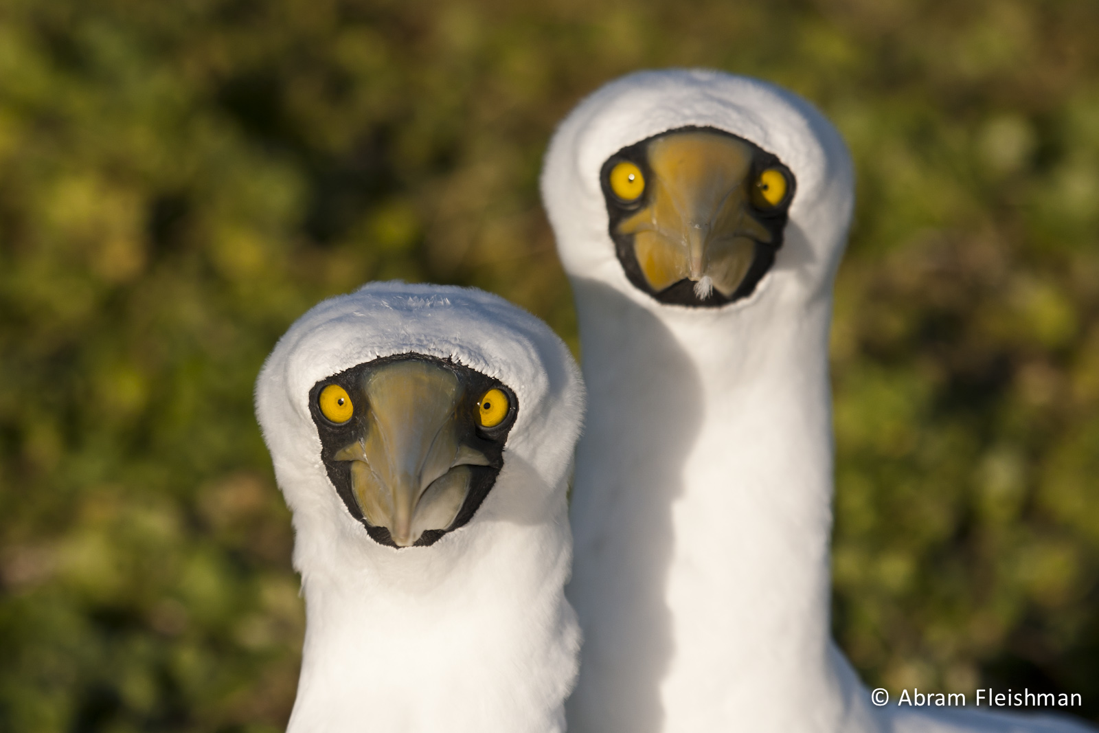 The Masked Booby, a large seabird, dives diagonally at high speeds to ...