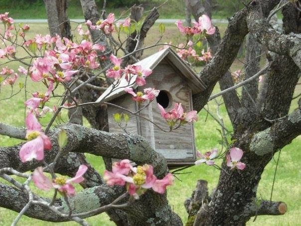 Reflections of a *Mississippi Magnolia*: SPRING HAS SPRUNG...IN ...