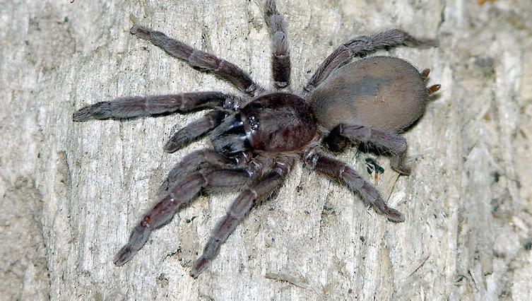 Exotic Pet # 1: PHILIPPINE DWARF TARANTULA (Phlogiellus baeri)