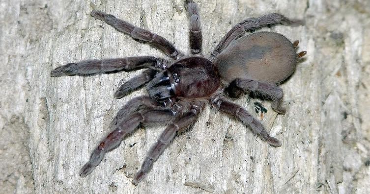Exotic Pet # 1: PHILIPPINE DWARF TARANTULA (Phlogiellus baeri)
