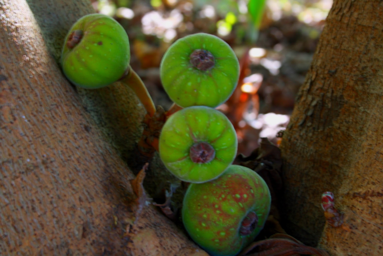 BACKLIGHTZ: Athipazham...