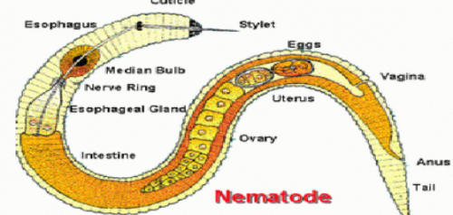 Apa Itu Nematoda? - simbolnext.com