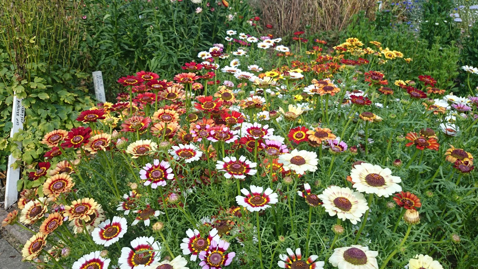 Flowers by Shamini: The Cut Flower Plots at Hall Place