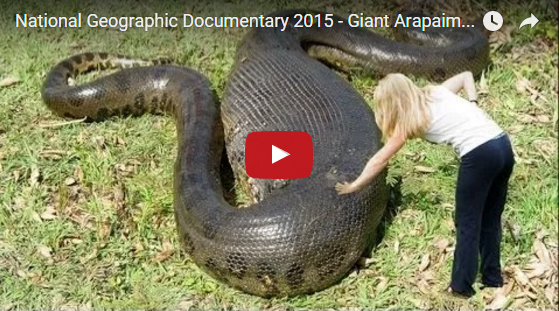 101 amazing in the world: Biggest snake in the world