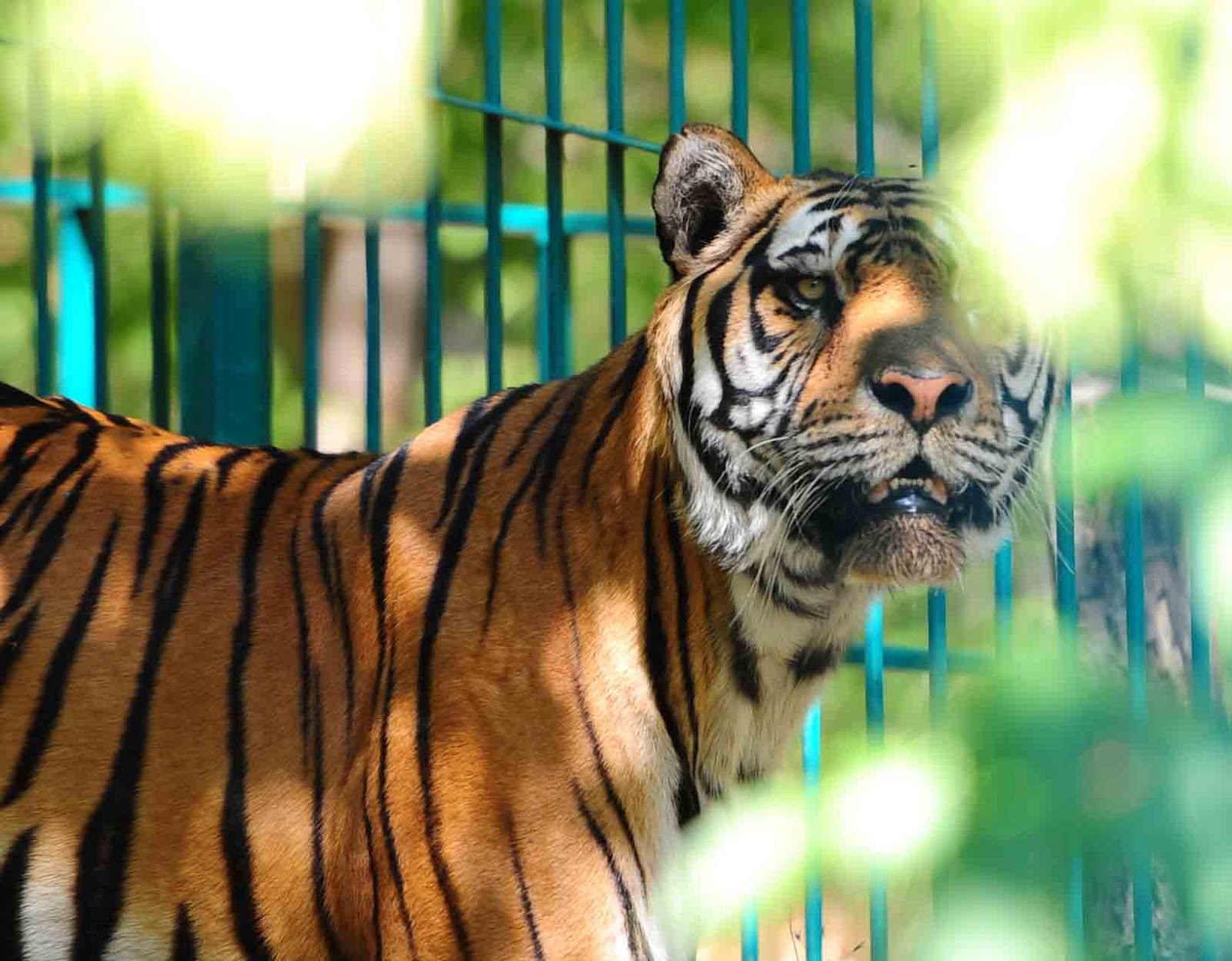 CRISTIAN NISTOR: TIGRU LA ZOO SIBIU