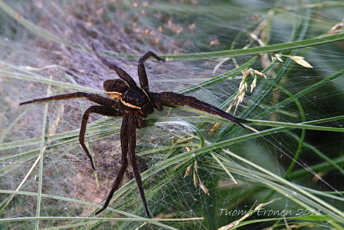 Tuomo's Bird Pics - Finland Wildlife Photography: Hyönteistutkielmia ...