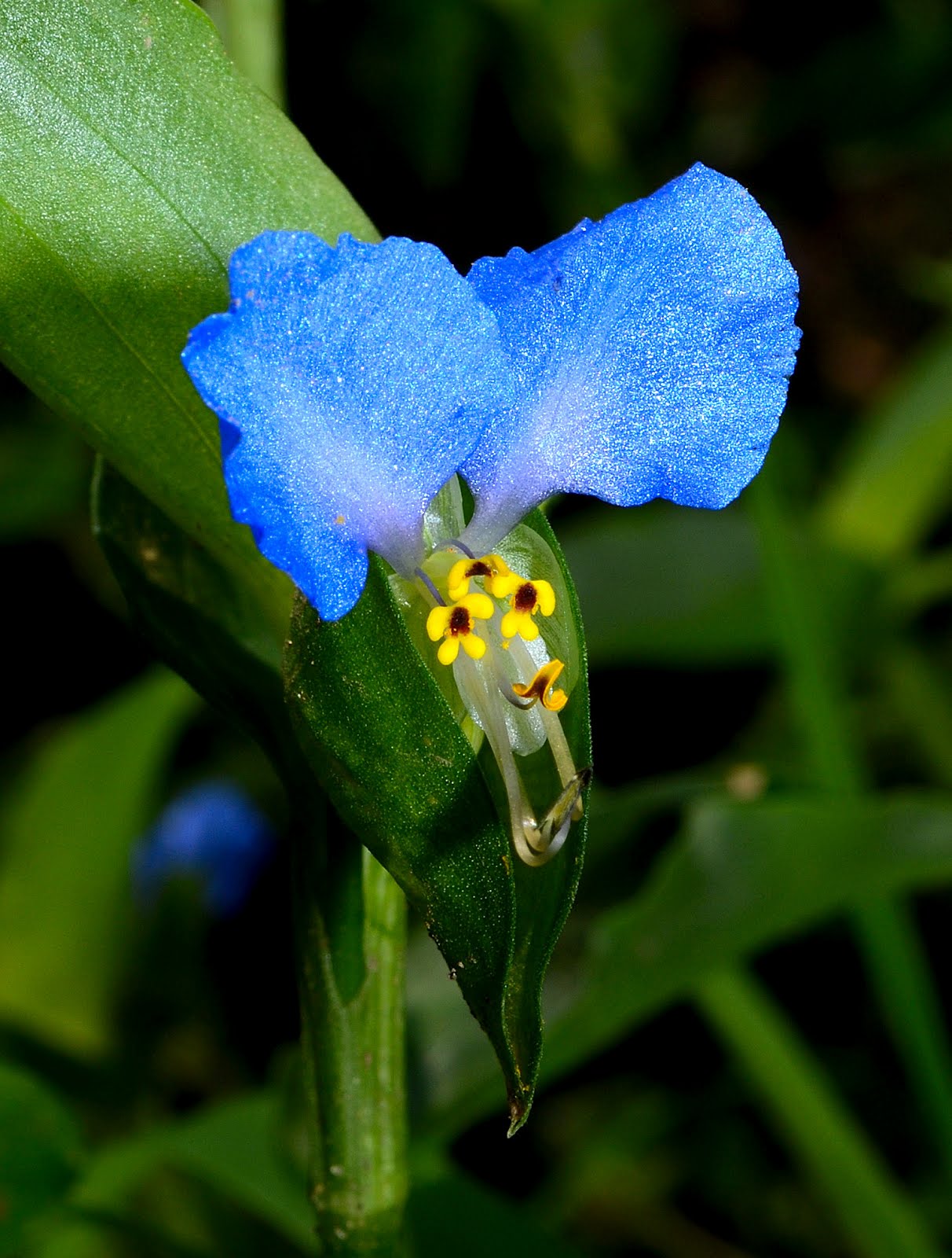 Get Your Botany On!: Asiatic Dayflower