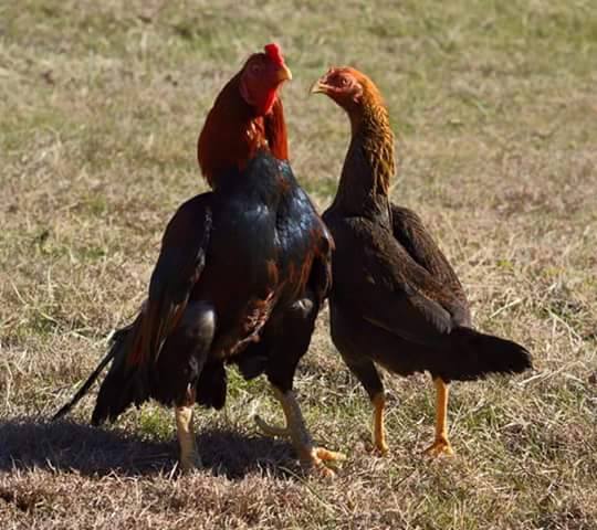 Aseel Photos - 10 Beautiful Asil Photos | Raja Asil