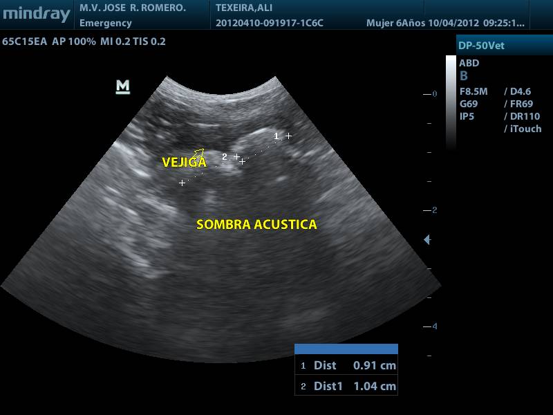 Diagnostico Ecografico Veterinario: UROLITIASIS VESICAL Y NEFROLITIASIS ...