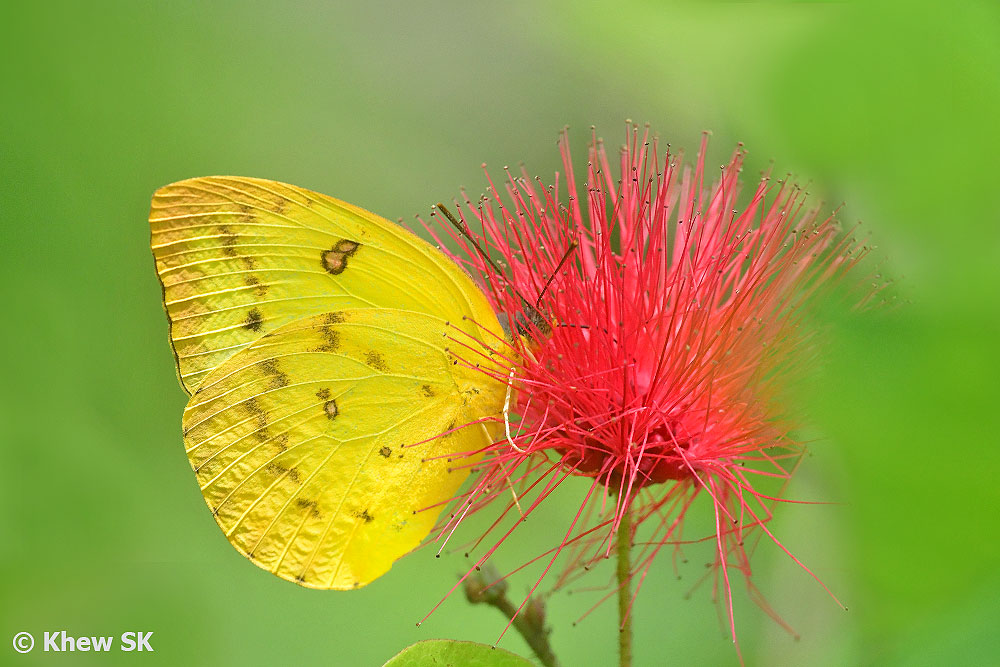 Butterflies of Singapore: Assorted Nectaring Plants