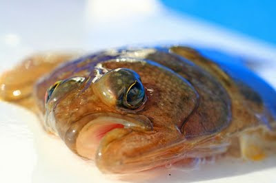 Fish Index: Pacific Sanddab (Citharichthys sordidus)