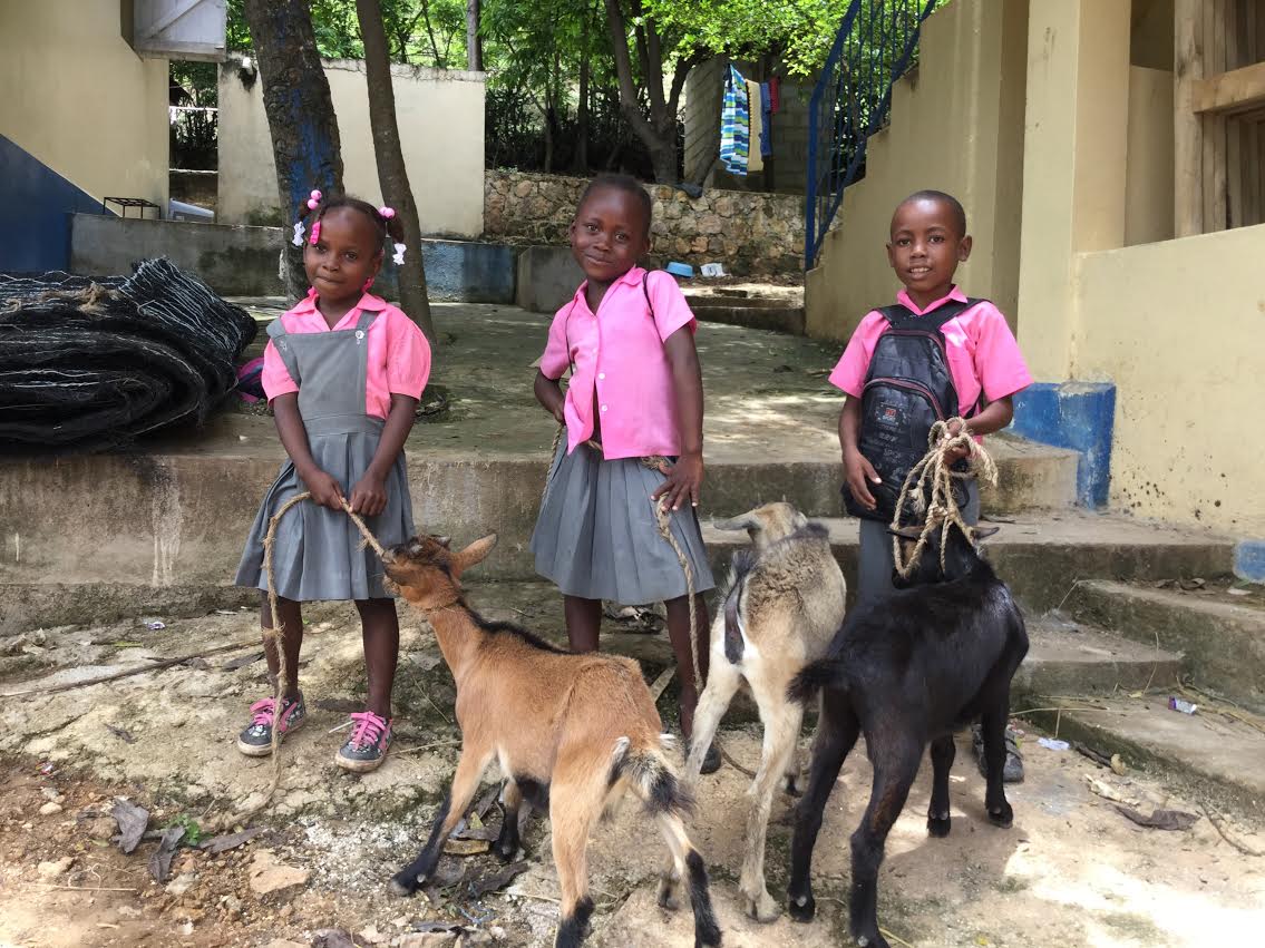 Haiti Care Mission: Goats, goats and Guatemala
