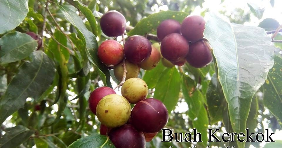INFO BUAH KEREKOK | AKU ANAK PAHANG