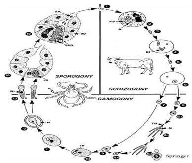 Membangun Kesehatan Hewan Untuk Kesehatan Manusia: BABESIOSIS, PENYAKIT ...