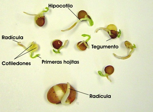 De buena semilla, buena cosecha.!!: PARTES DE LA SEMILLA