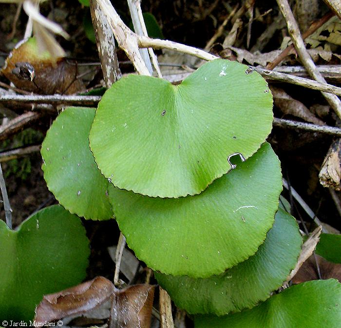 Hoja Reniforme (reniformis) - Botánica integra