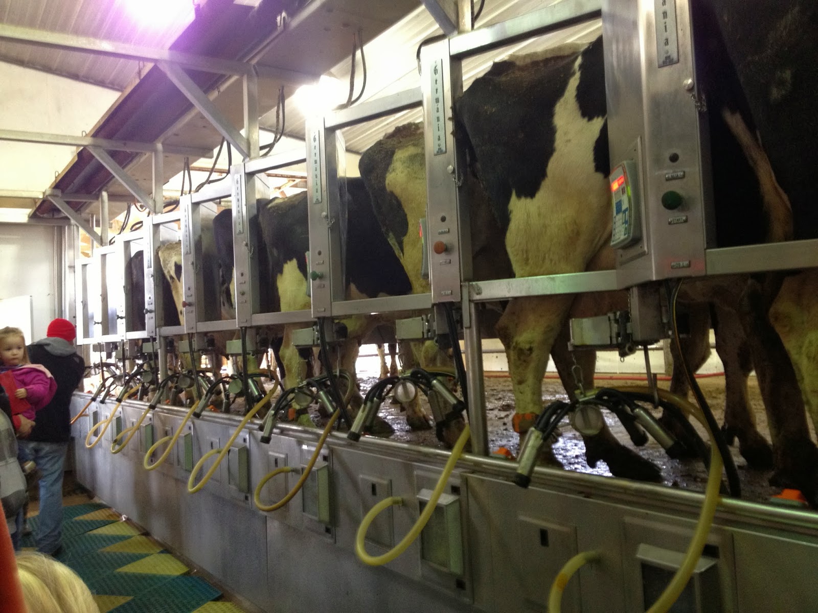 This Farm Family's Life: A Visit To Kelsay's Farm...A Family Tradition...