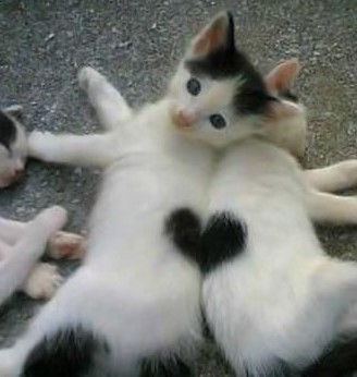 Heart Collections - 5 Animals Have Heart