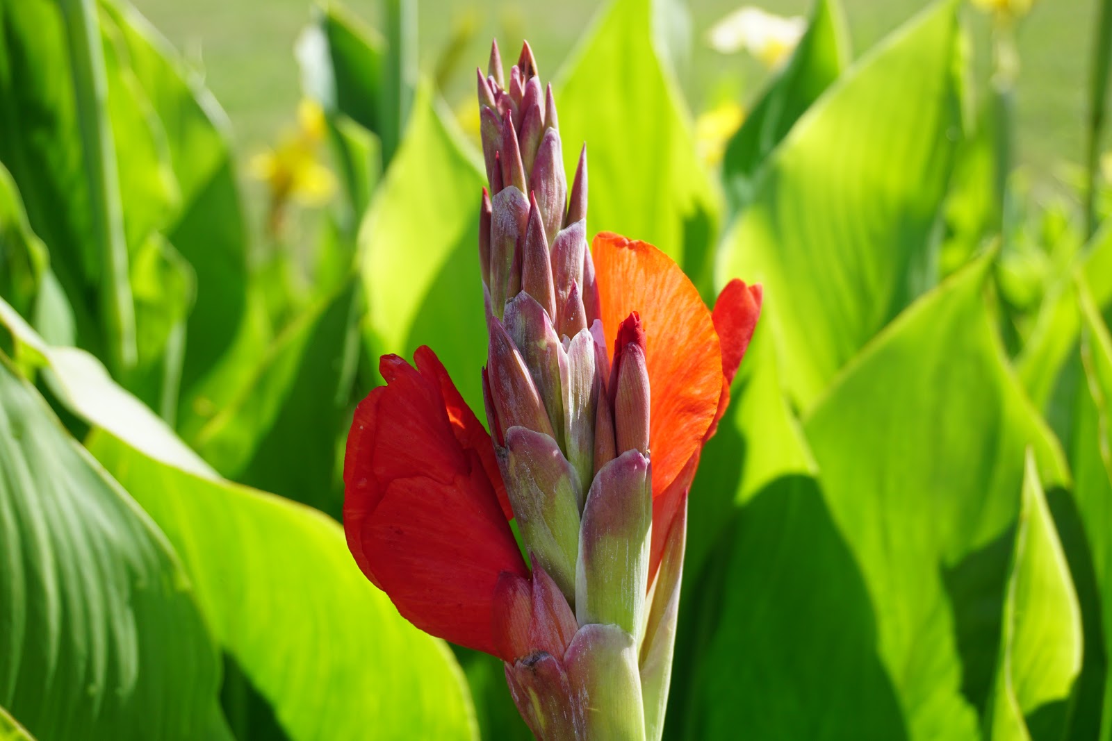 Plantas de Huerta Otea, Salamanca: Achira, capacho (Canna indica)