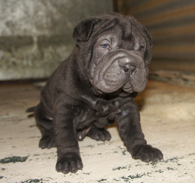 Del Camahueto SHAR PEI: Machitos NEGROS disponibles