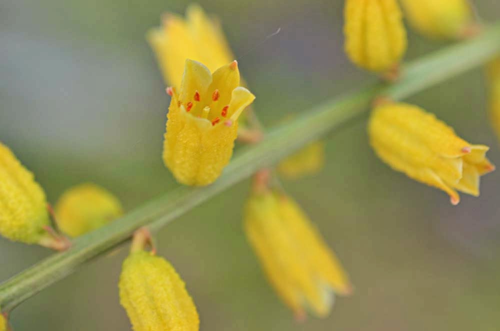 Space Coast Wildflowers: May 2013