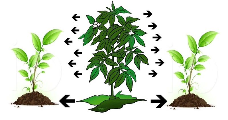 Plant Life: Allelopathy