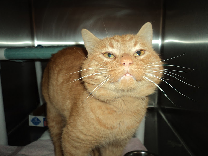 Is this what Princess Donut looks like? (pictured with donuts) : r/litrpg