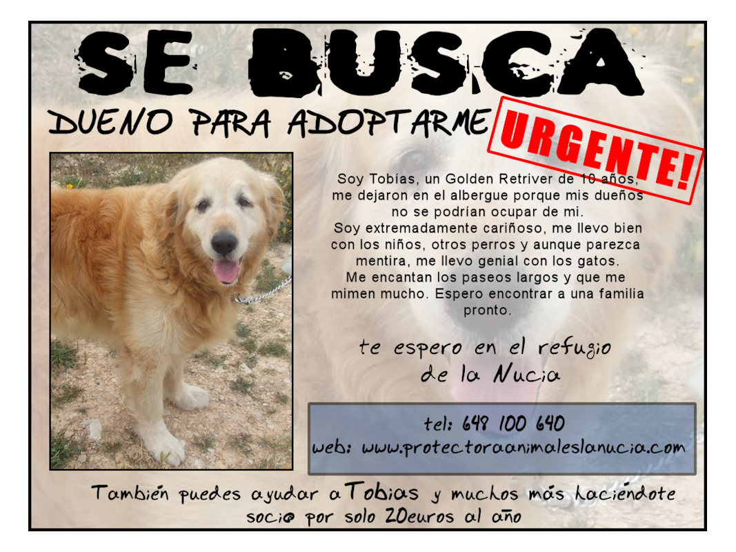 Manualidades Para la Protectora: Se Busca