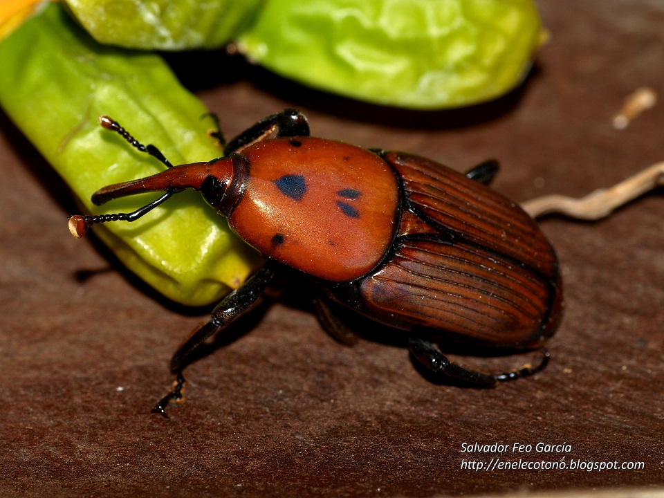 En el ecotono: Picudo rojo