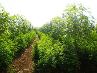 Cara Menanam Pohon Katuk by. CaraMenanam.Com