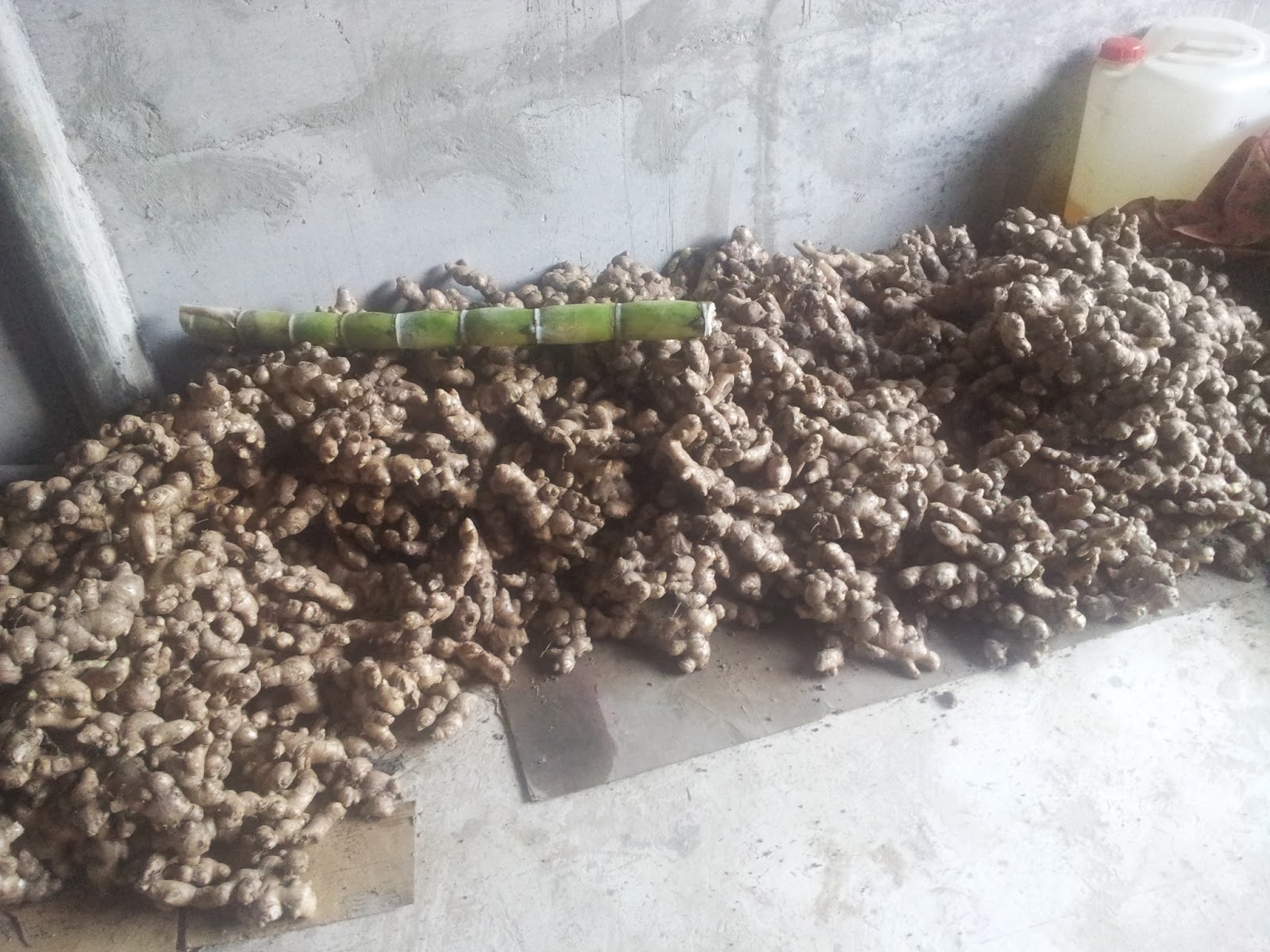 Tanaman Halia: Tanaman Halia 3rd.