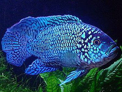 AQUARIO TROPICAL: Texas Blue